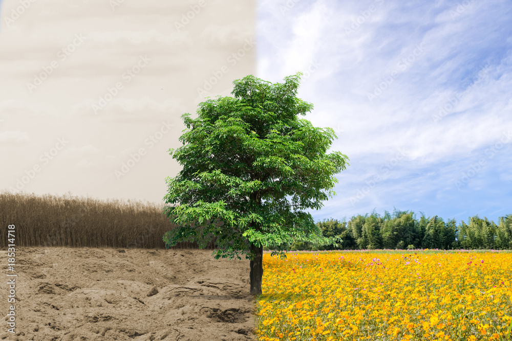 Ecology concept forest drought and forest refreshing Stock Photo ...