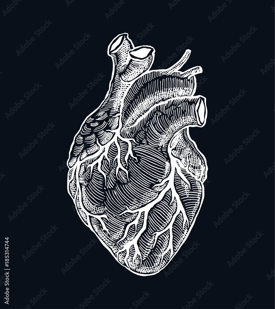 Realistic Human Heart Stock Vector | Adobe Stock