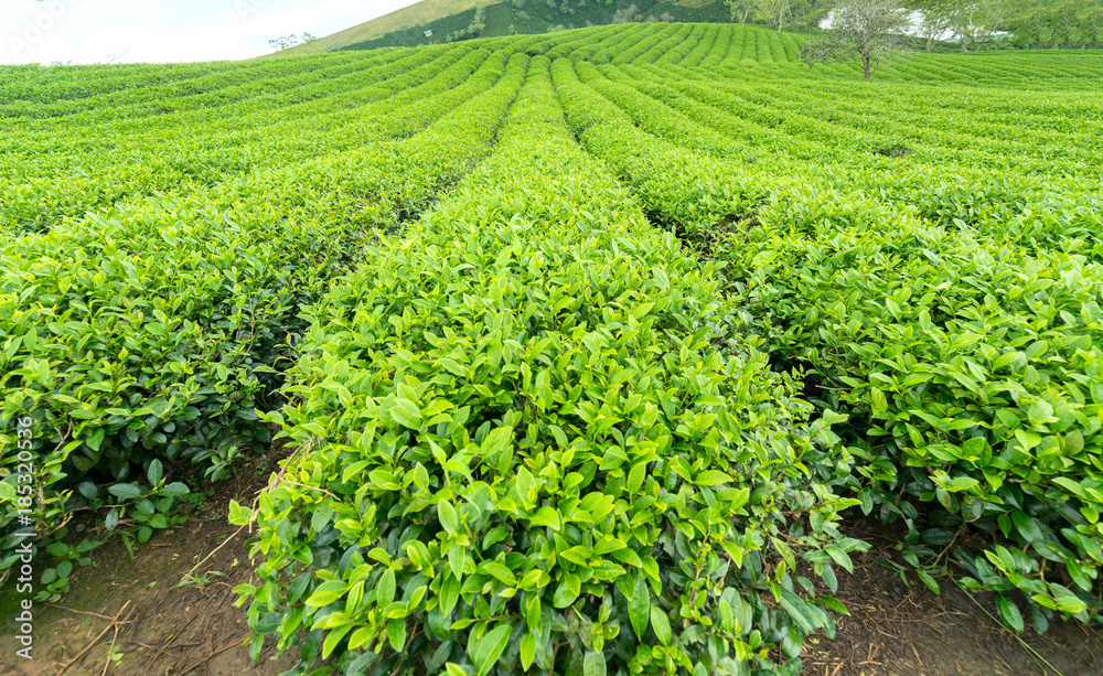 Panrama green tea hill in the highlands in the morning. This tea ...