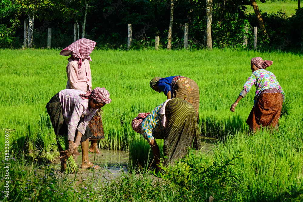 People working on rice field in Vietnam Stock Photo | Adobe Stock