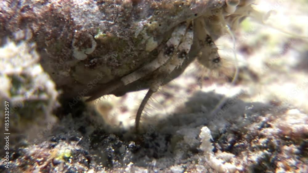 Cancer hermit underwater of Shaab Sharm. Pagurian soldier-crab in ...