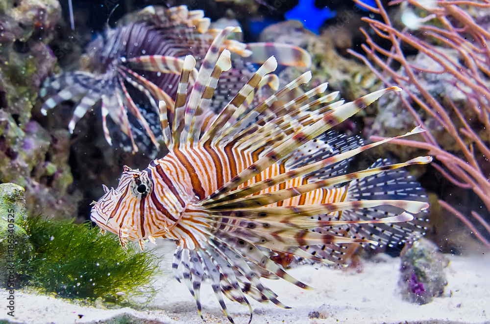 Pterois also known as lionfish or zebrafish, a venomous marine fish ...