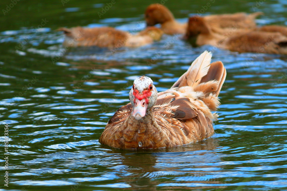 Muscovy duck mother with ducklings. Ducklings of a musky duck ...