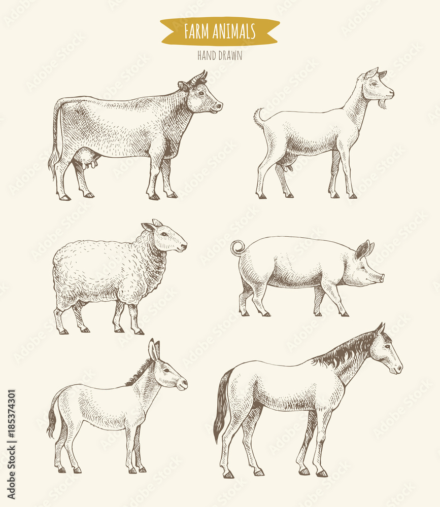 Farm animals collection. Vector illustration of hand drawn farm animals ...
