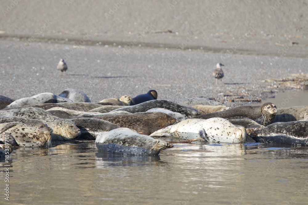 Fotografia do Stock: Goat Rock Beach - northwestern Sonoma County ...