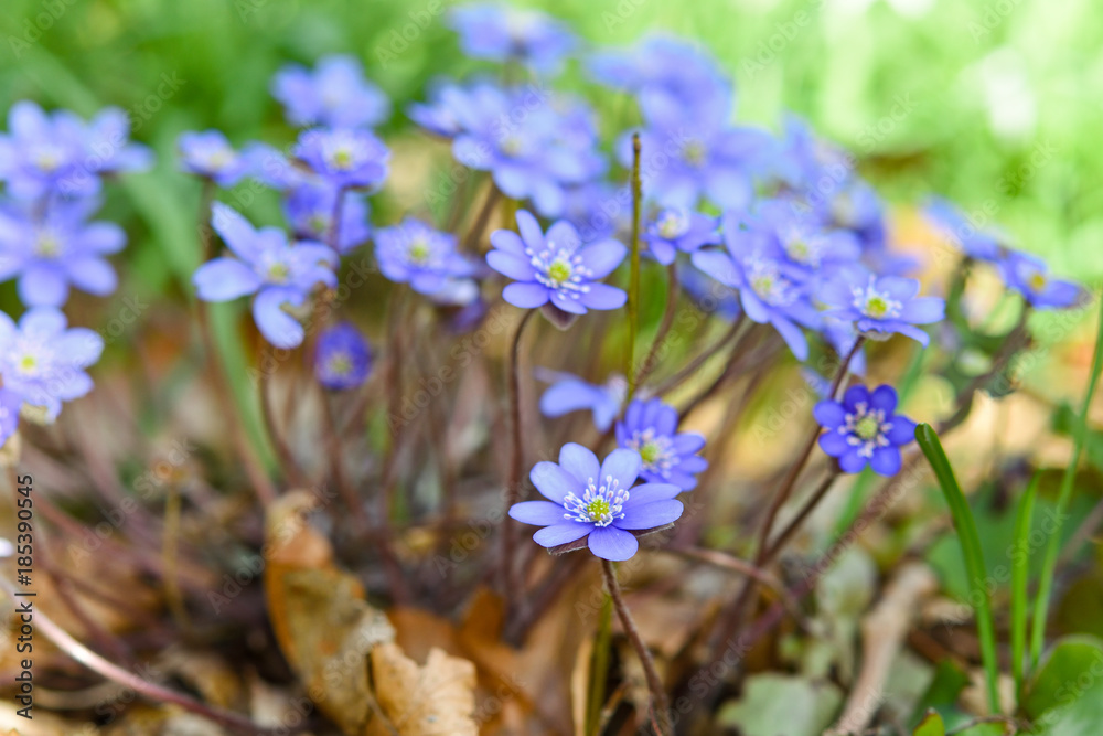 Frühlingsbilder. Das Erwachen der Natur Stock-Foto | Adobe Stock