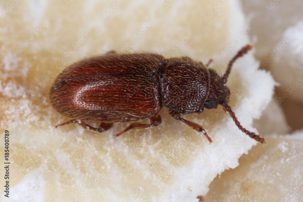 beetle Cryptophagus of the family Cryptophagidae, the silken fungus beetles, pests of some ...