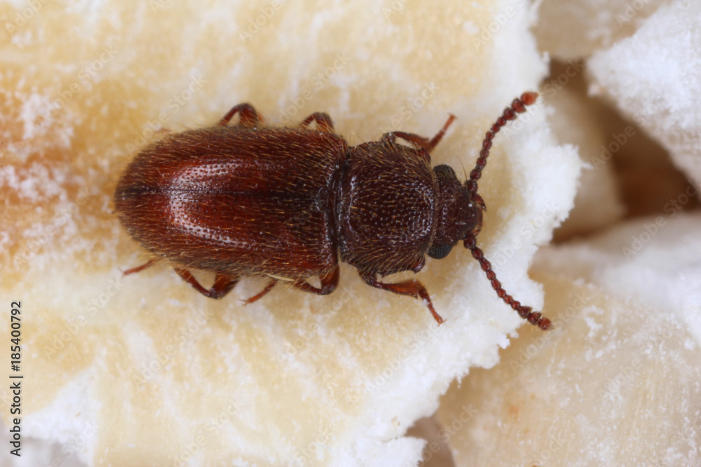 beetle Cryptophagus of the family Cryptophagidae, the silken fungus ...