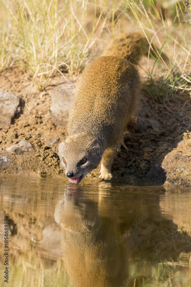 Water Mongoose