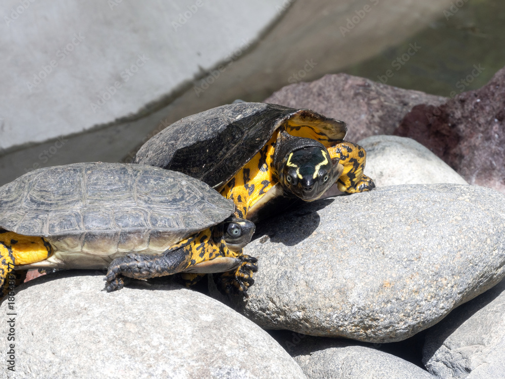 Arrau turtle, Podocnemis expansa, male with conquered female, Ecuador ...