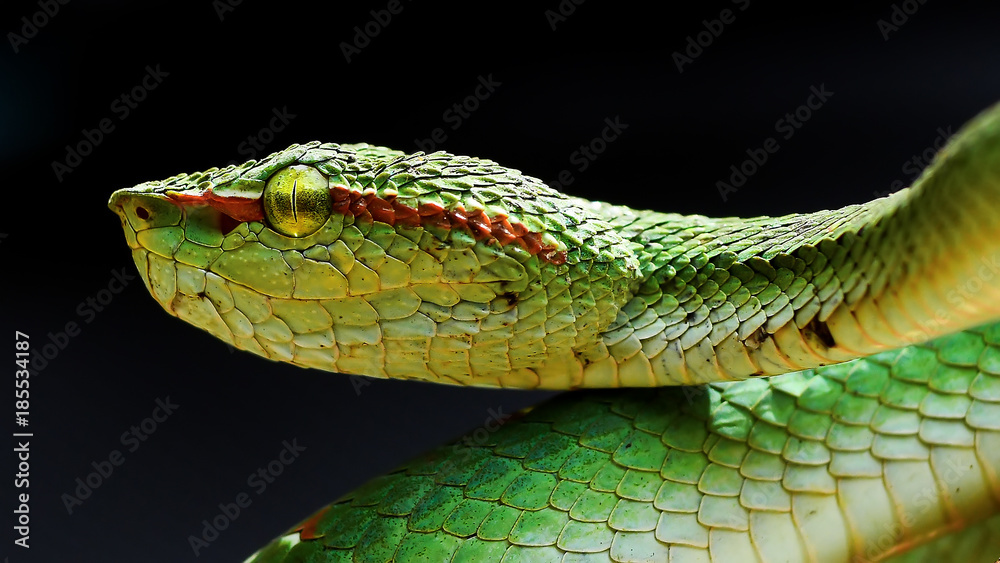Male Wagler’s Pit Viper Stock Photo | Adobe Stock