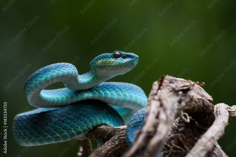 Blue pit viper Stock Photo | Adobe Stock