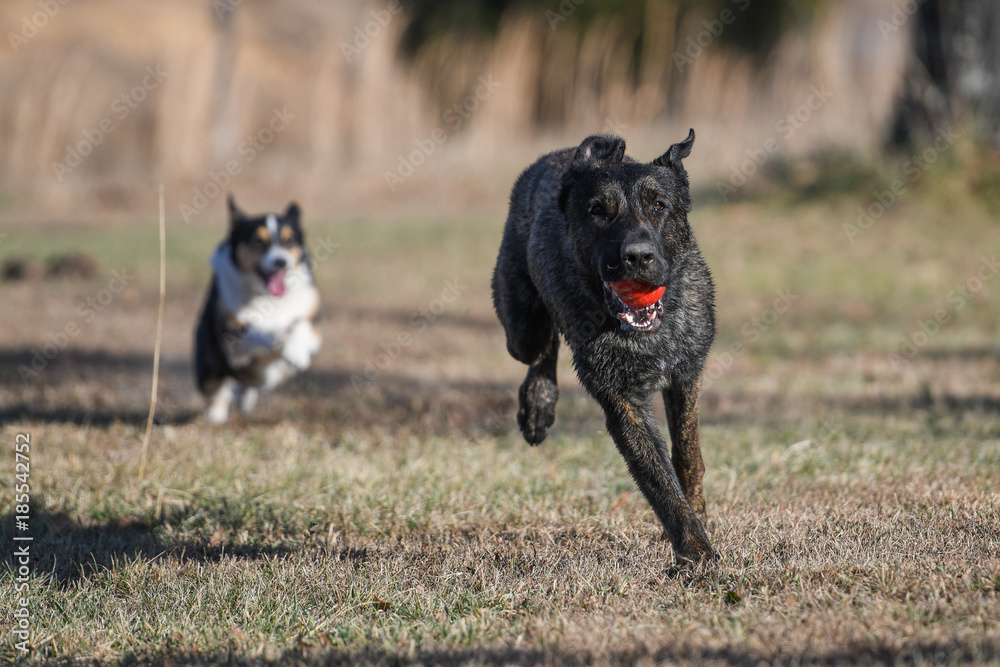 Dutch Shepherd dog running with a toy and a smaller corgi running ...