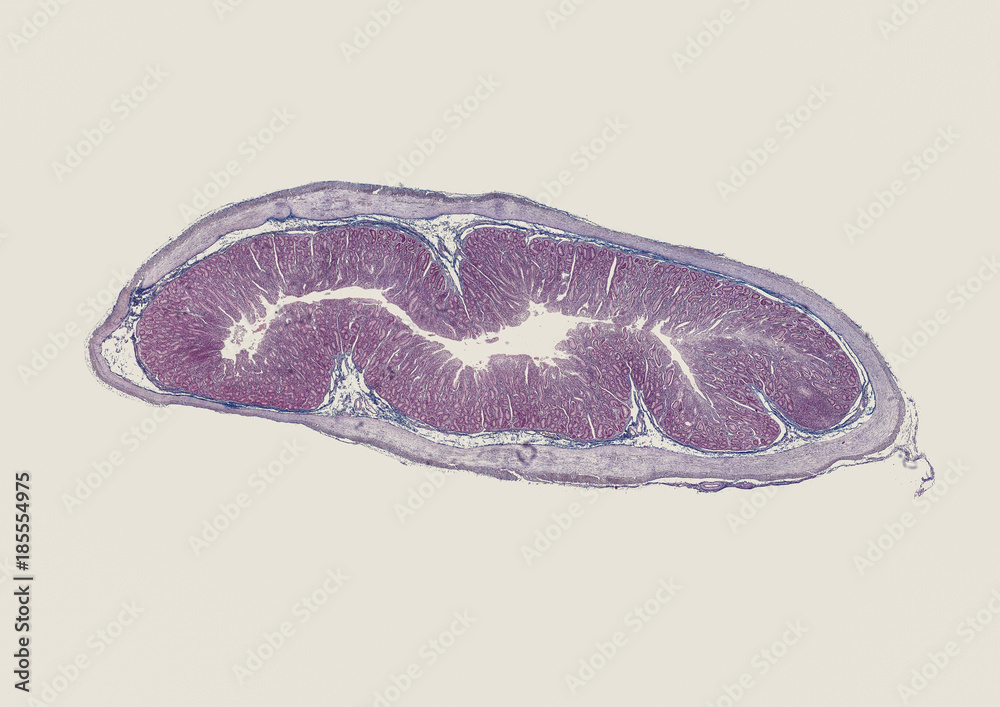 Small intestine - cross section cut under microscope Stock Photo ...