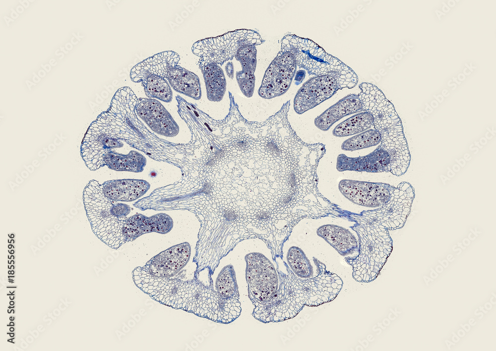Equisetum, horse tail, stem - microscopic cross section cut of a plant ...
