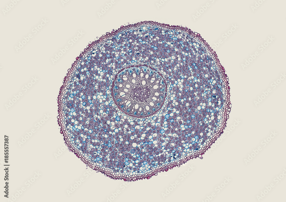 Smilax, root with thickened endodermis - microscopic cross section cut ...