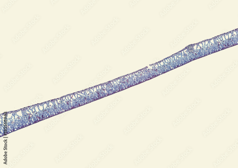 Nymphaea, water lily, floating leaf of an aquatic plant - cross section ...