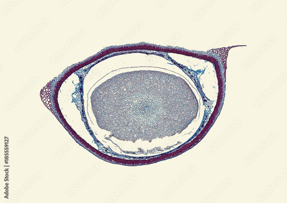 Pinus, pine, mature embryo with endosperm - cross section cut under ...