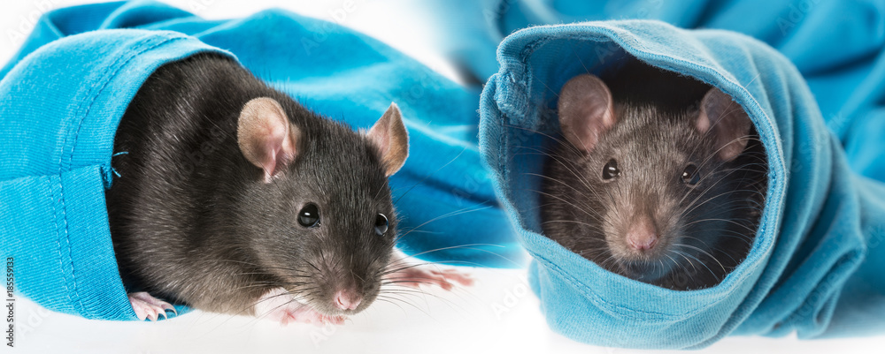 Blue Fancy Rat