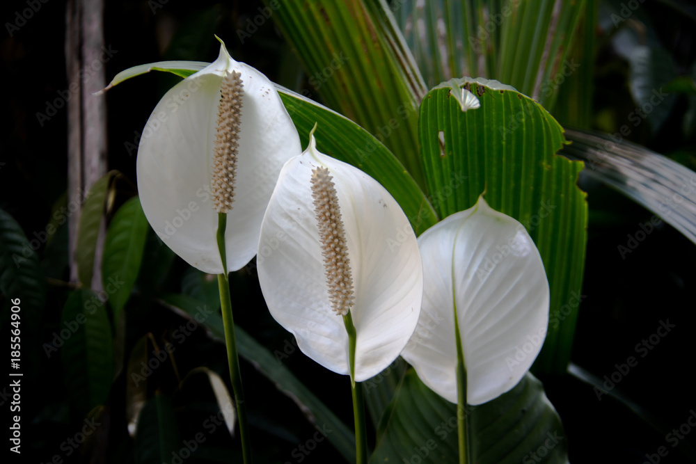 White Anthurium Flower