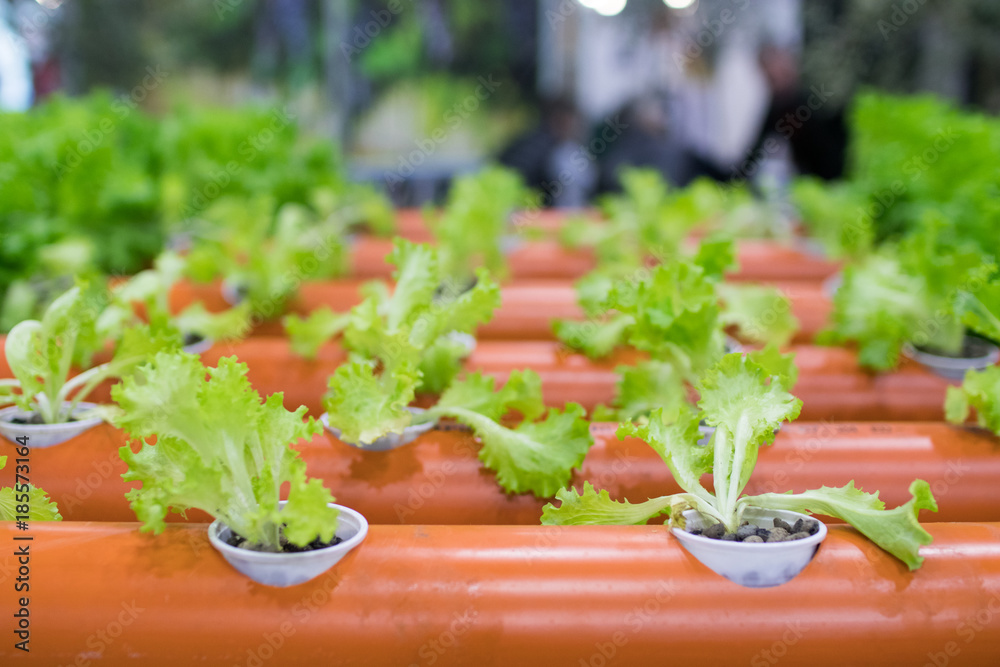 plastic pipe structures for landless cultivation. Salad in innovative ...