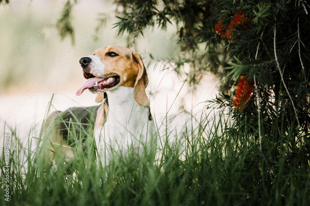 Perro beagle jugando al aire libre, animal de compañía Stock Photo ...