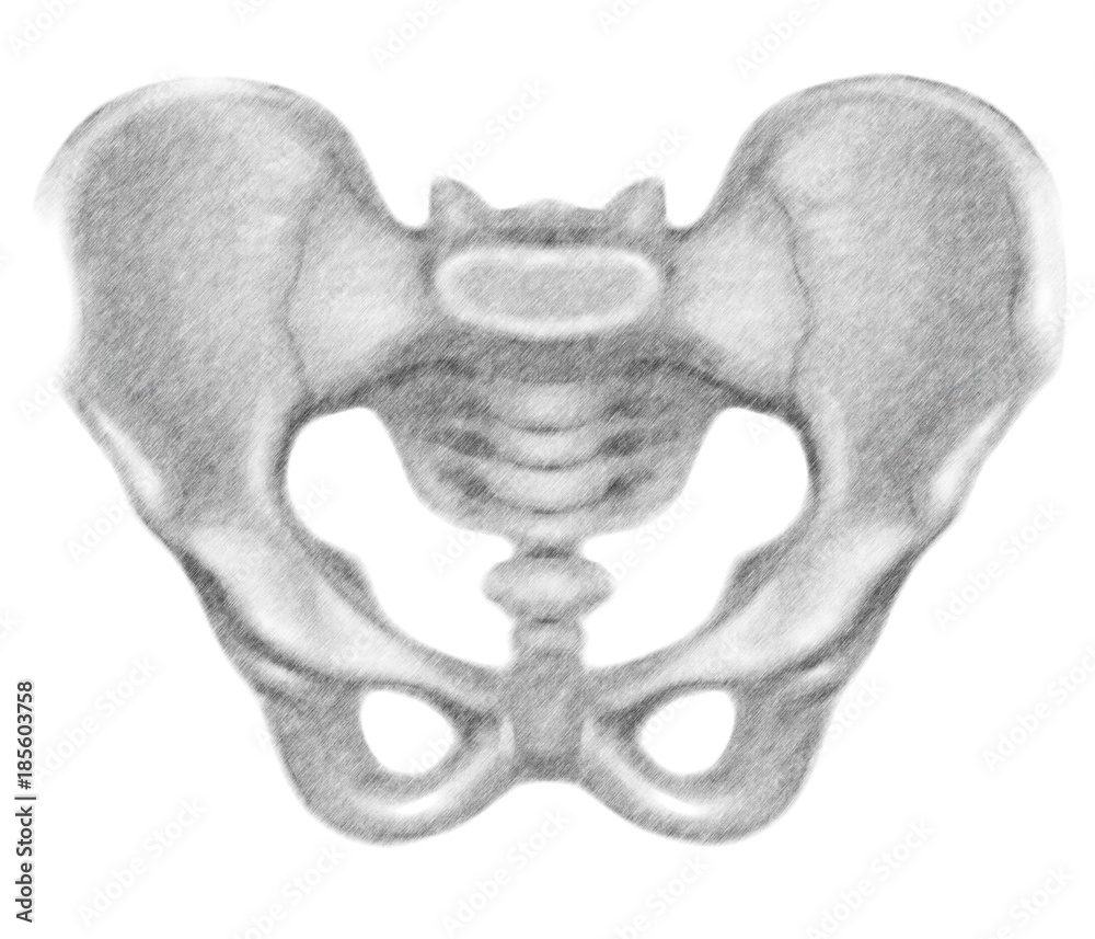 Pelvic bones pencil medical illustration Stock Illustration | Adobe Stock