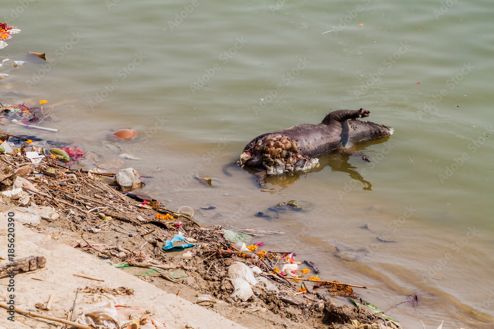 Decaying dead pig in river Ganges in Varanasi, India Stock Photo ...
