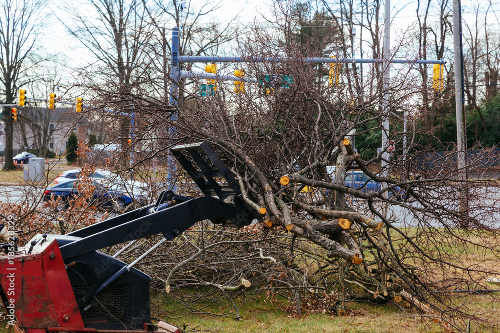 Cuts tree with chainsaw, concept of deforestation. Stock 写真 | Adobe Stock
