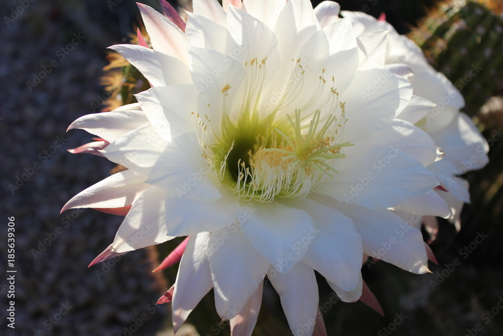 High-desert mountains in the north to subtropical desert lowlands in ...
