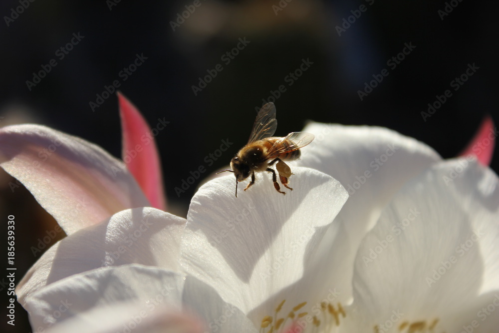 High-desert mountains in the north to subtropical desert lowlands in ...