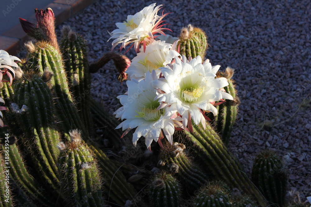 High-desert mountains in the north to subtropical desert lowlands in ...