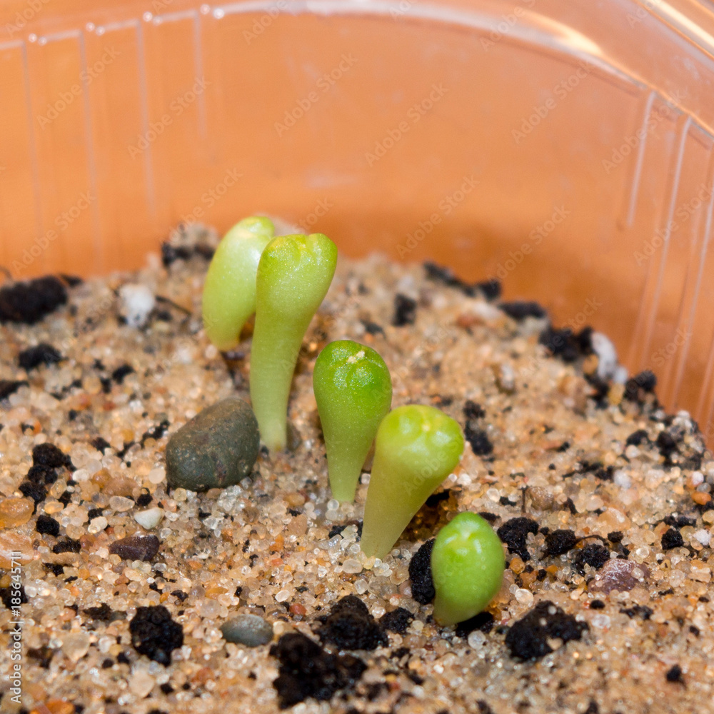 Month-old cacti seedlings. Astrophytum asterias growing from seeds ...
