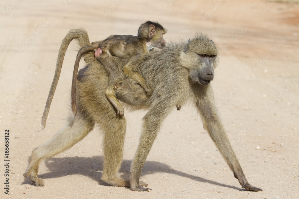 Olive Baboon Female