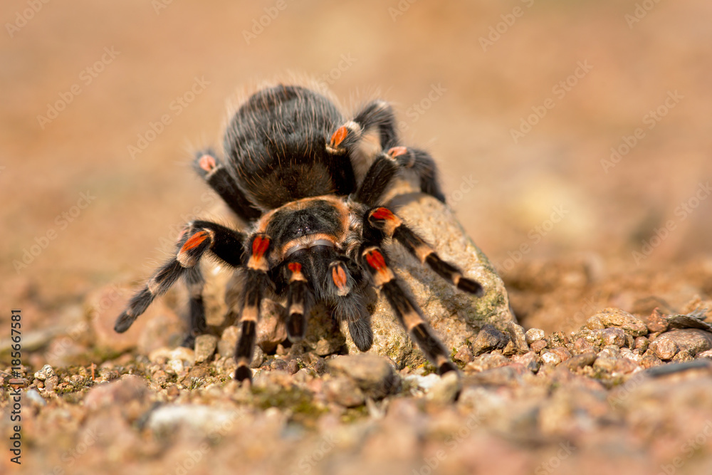 Brachypelma auratum (also called Mexican flame knee) is a tarantula ...