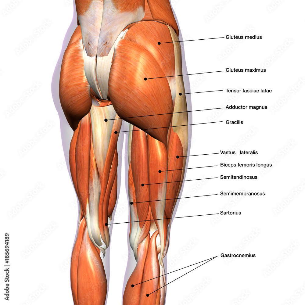 Labeled Anatomy Chart Of Male Leg Greeting Card Lupon gov ph