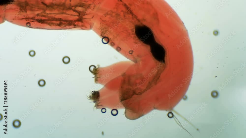 a transparent larva under the microscope,with internal organs,like an ...