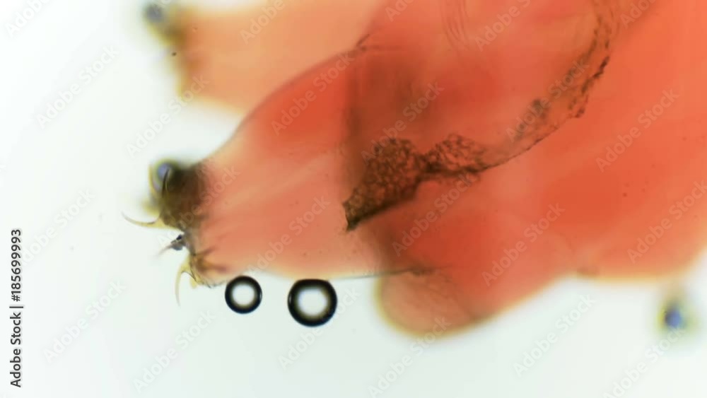 a transparent larva under the microscope,with internal organs,like an ...