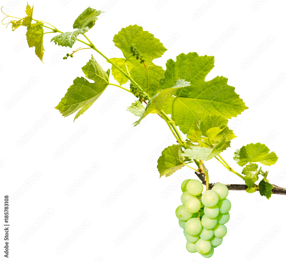 grappe de raisin vert et rameau de vigne nouvelle Stock Photo | Adobe Stock