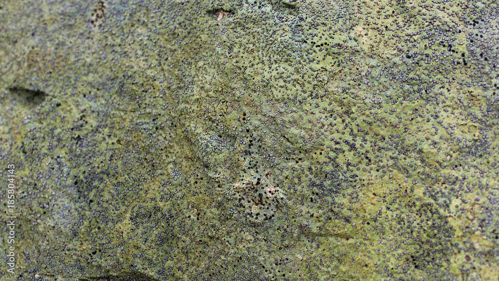 Macro Photography of Moss and Lichen in the Great Smoky Mountains ...