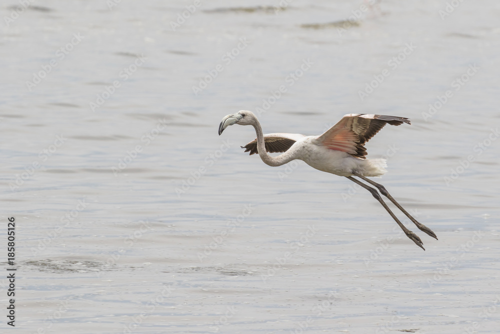 Sub-adult greater flaminto taking off in Walvis Bay Lagoon, Nami Stock ...