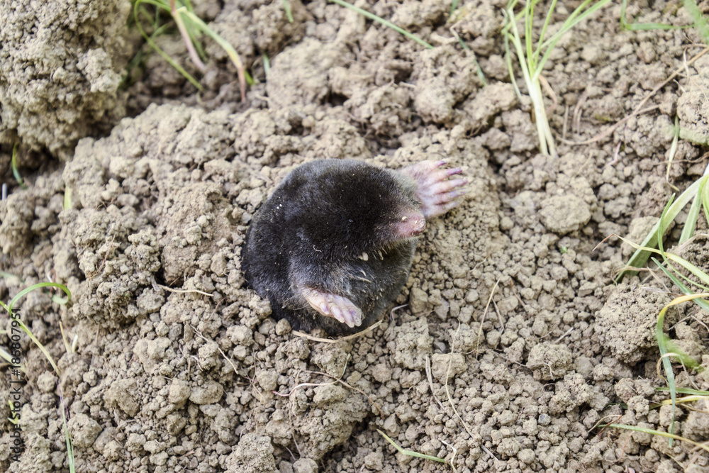 mole climbs out of the hole. Black mole. A mound of earth from a mole ...