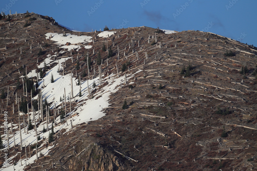 Mount Saint Helens Trees