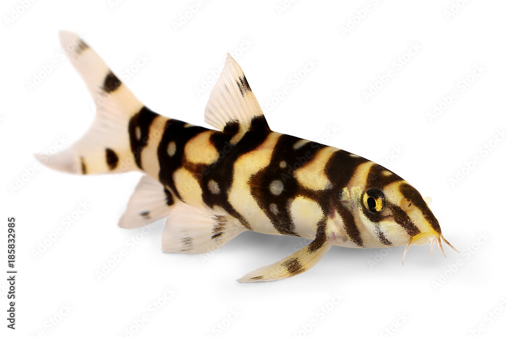 Burmese border loach catfish polka dot loach Botia kubotai aquarium ...