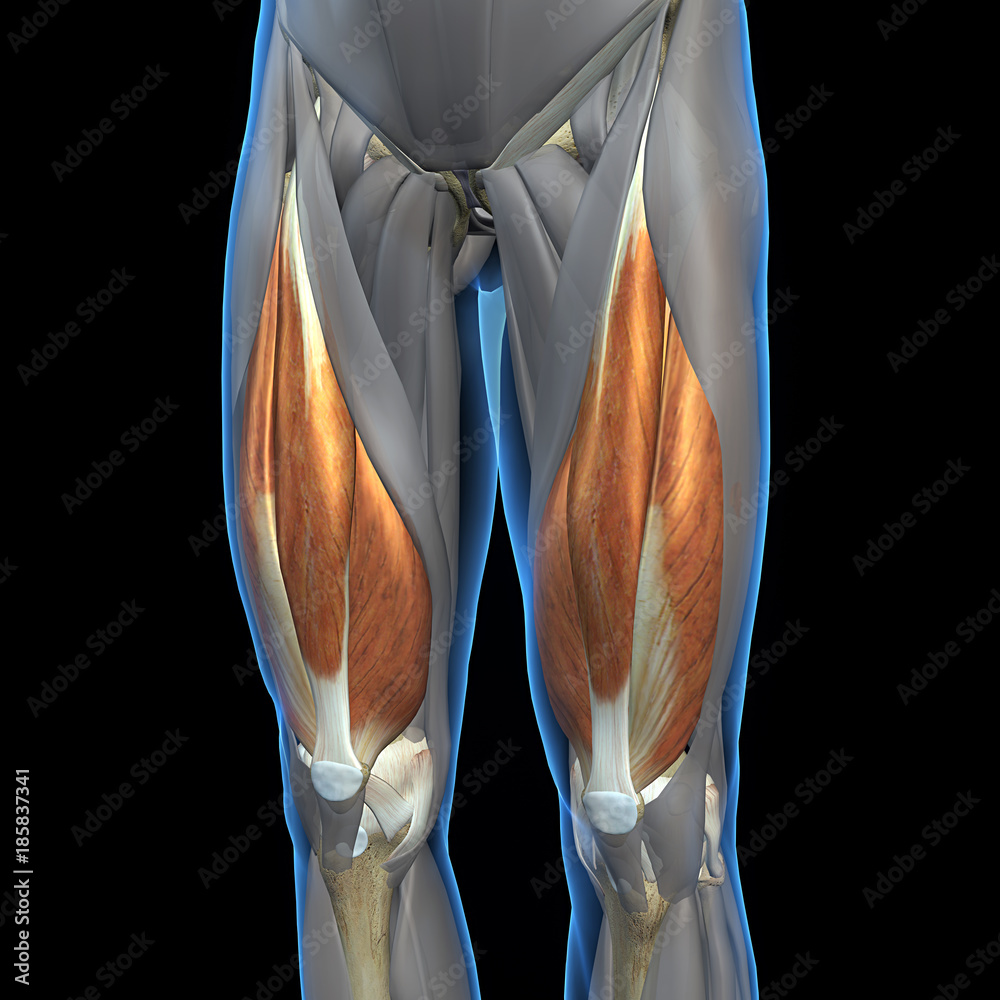 Quadriceps Leg Muscles Isolated Stock Illustration | Adobe Stock