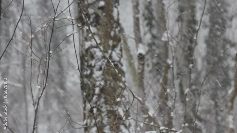 Winter deciduous forest on shore of the Black sea. European hornbeam ...