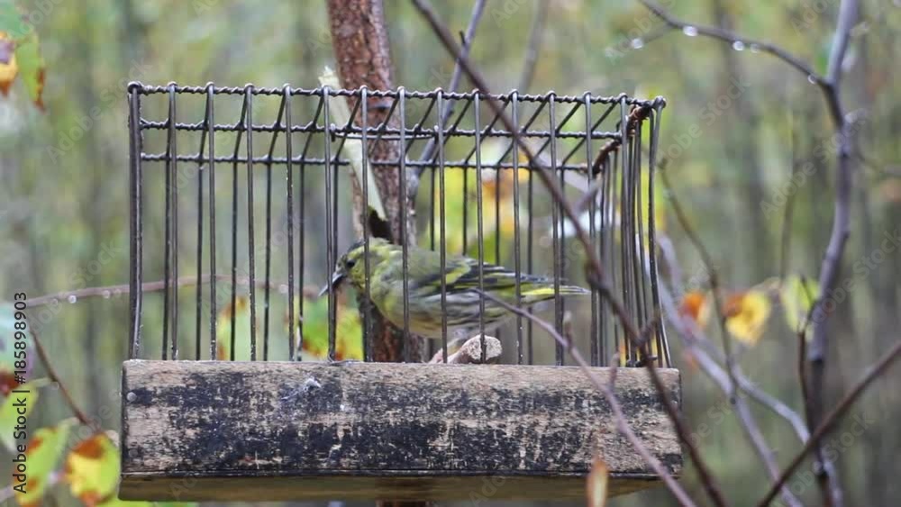 Birdcatching (fowling) as most ancient human occupation (for male only ...