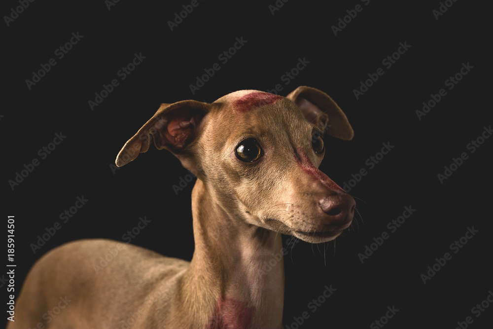 Red Italian Greyhound