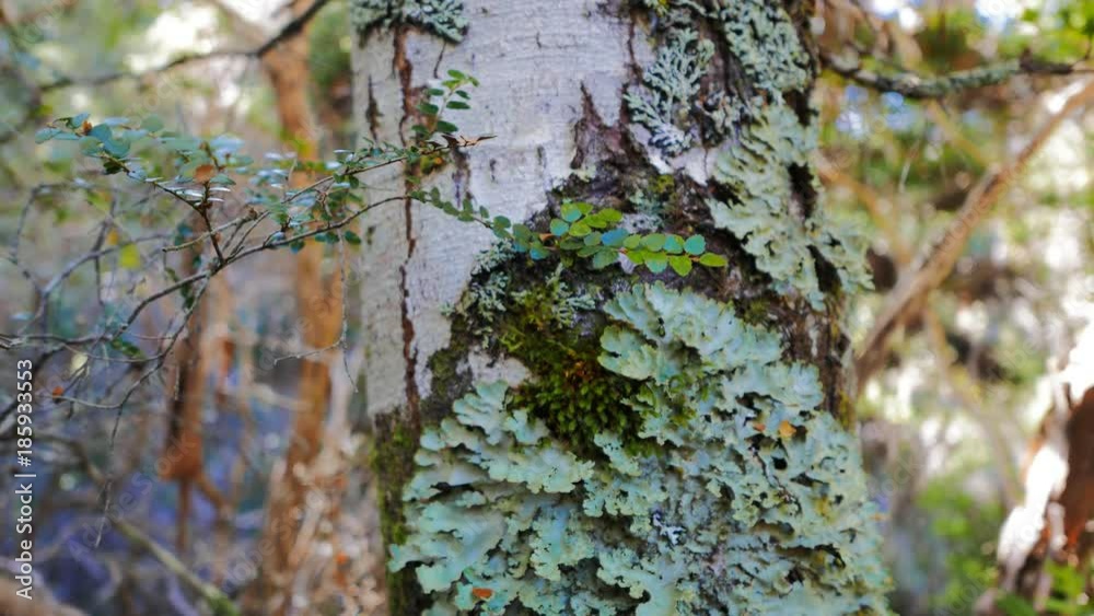 close up vertical pan of green lichen growing on a beech tree in the ...