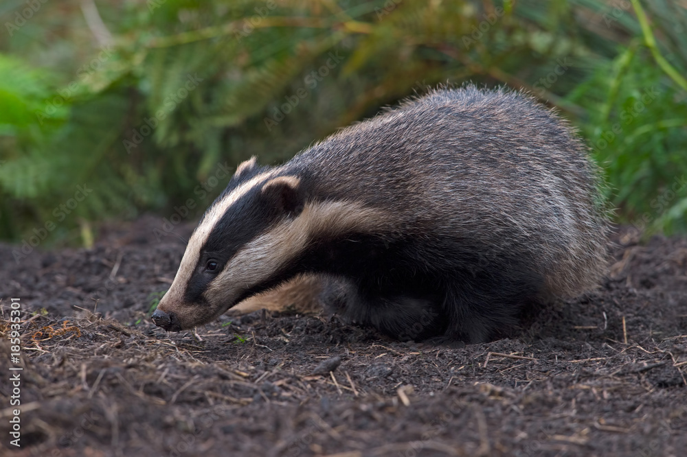 Badger (Meles meles)/Badger emerging from sett in thick bracken Stock ...